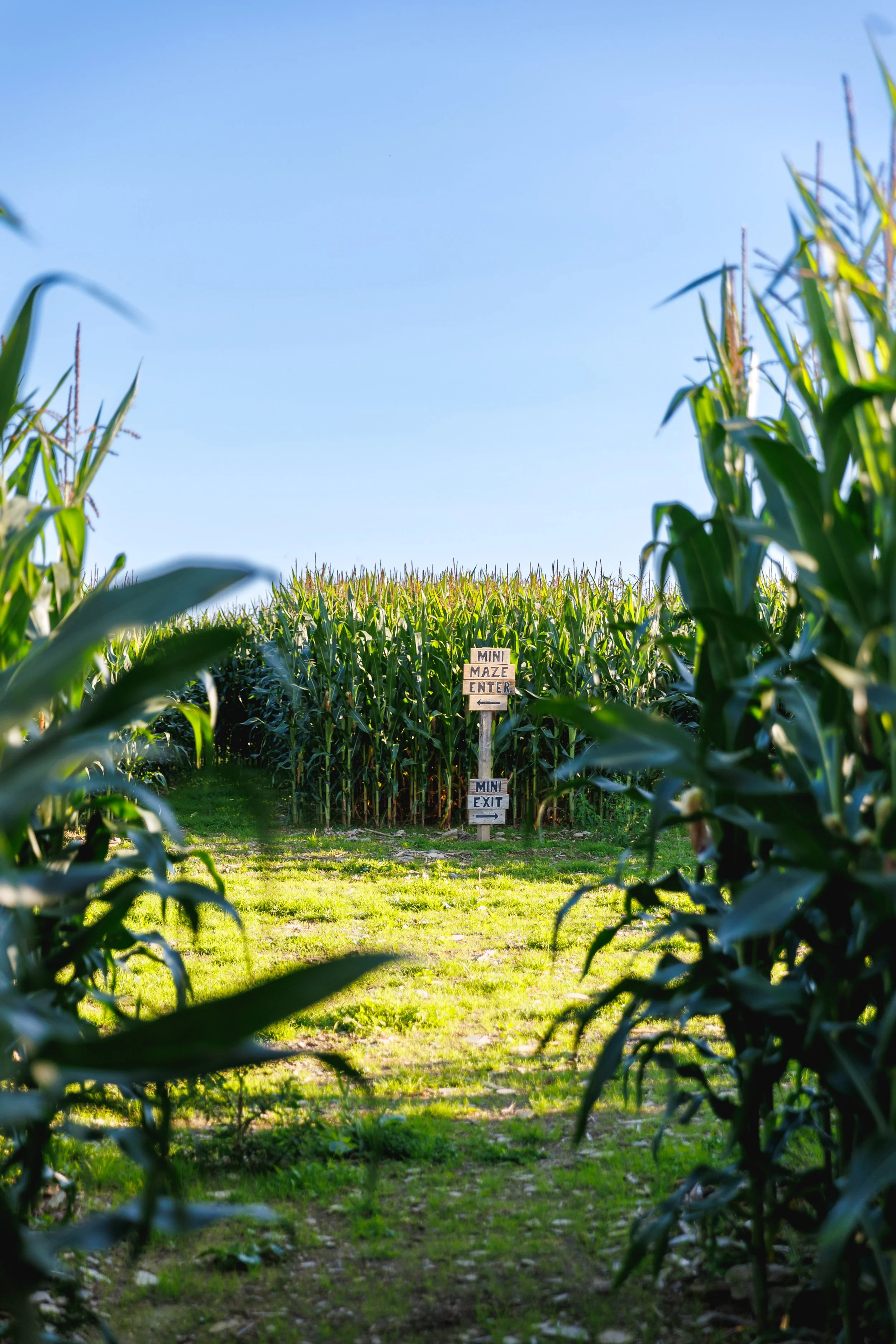 Apple Hills — Grown in Broome