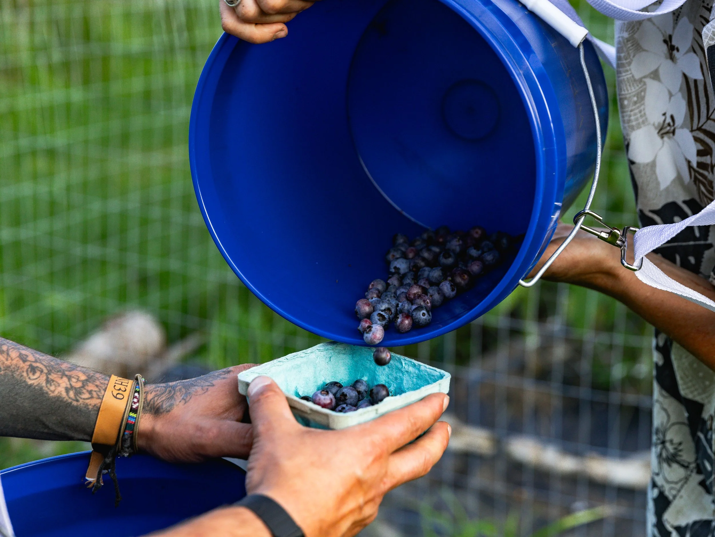Sweet Indigo Farm — Grown in Broome