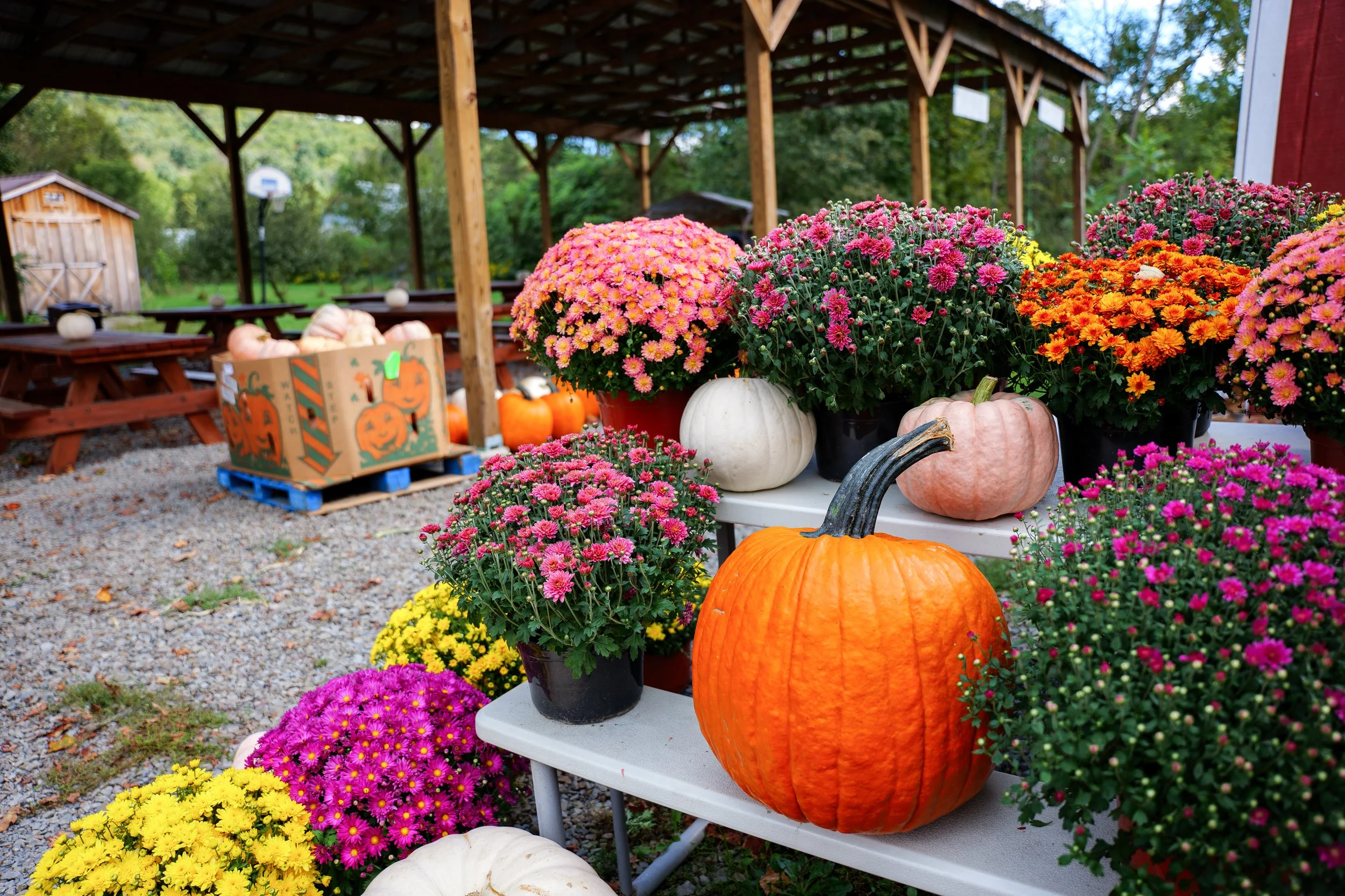 Hust Roost Farm — Grown in Broome