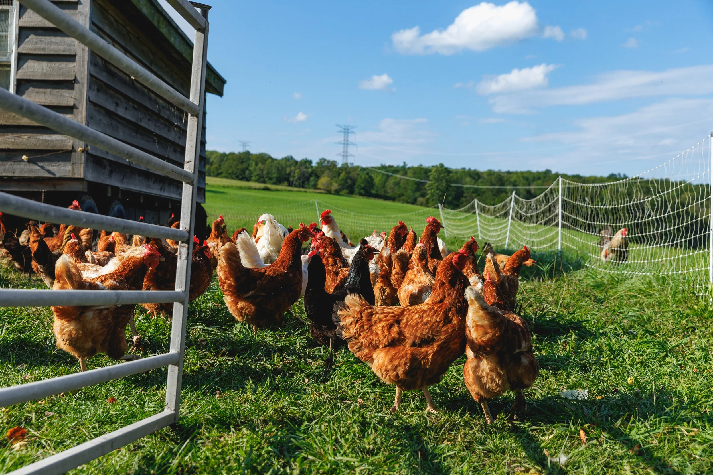 Henry's Hens — Grown in Broome