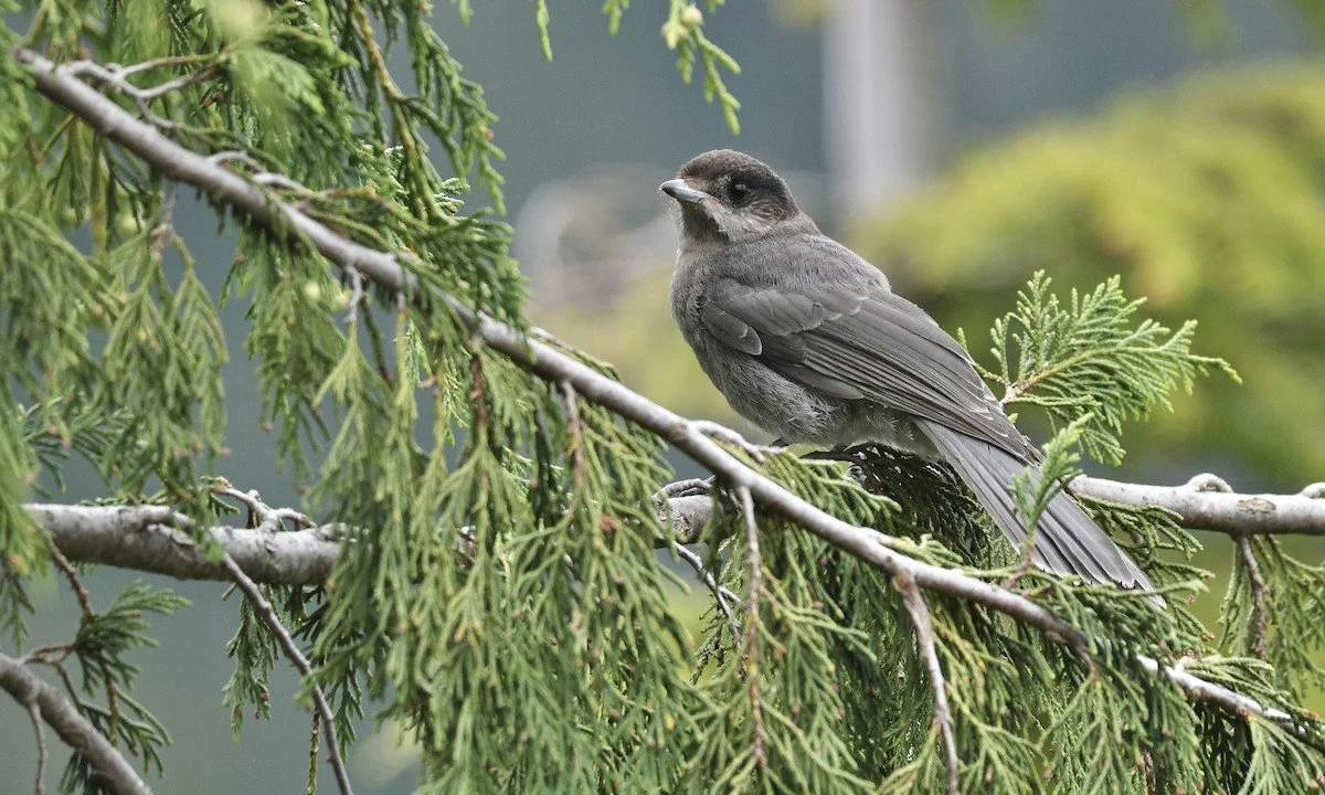 Hike to Bowen Lookout on Cypress Mtn to see Canada Jays! — BC Young ...