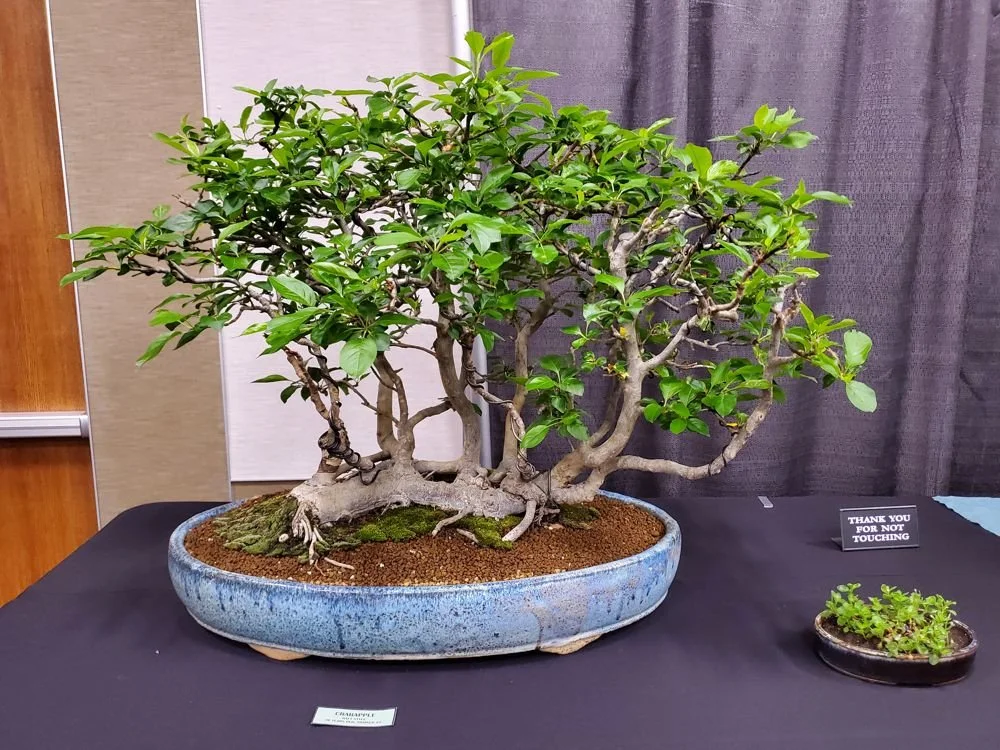 Boise Bonsai Society