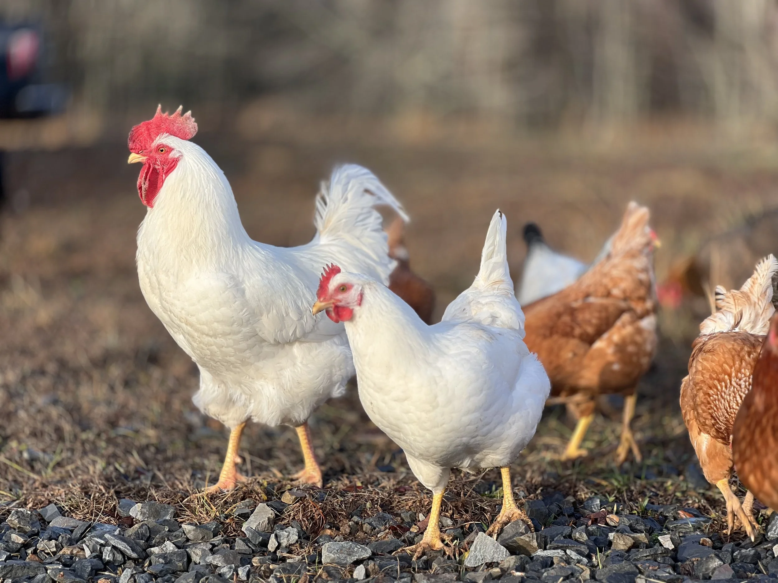 Freedom Ranch Homestead | High Quality Pork | Grass-Fed Beef | The ...