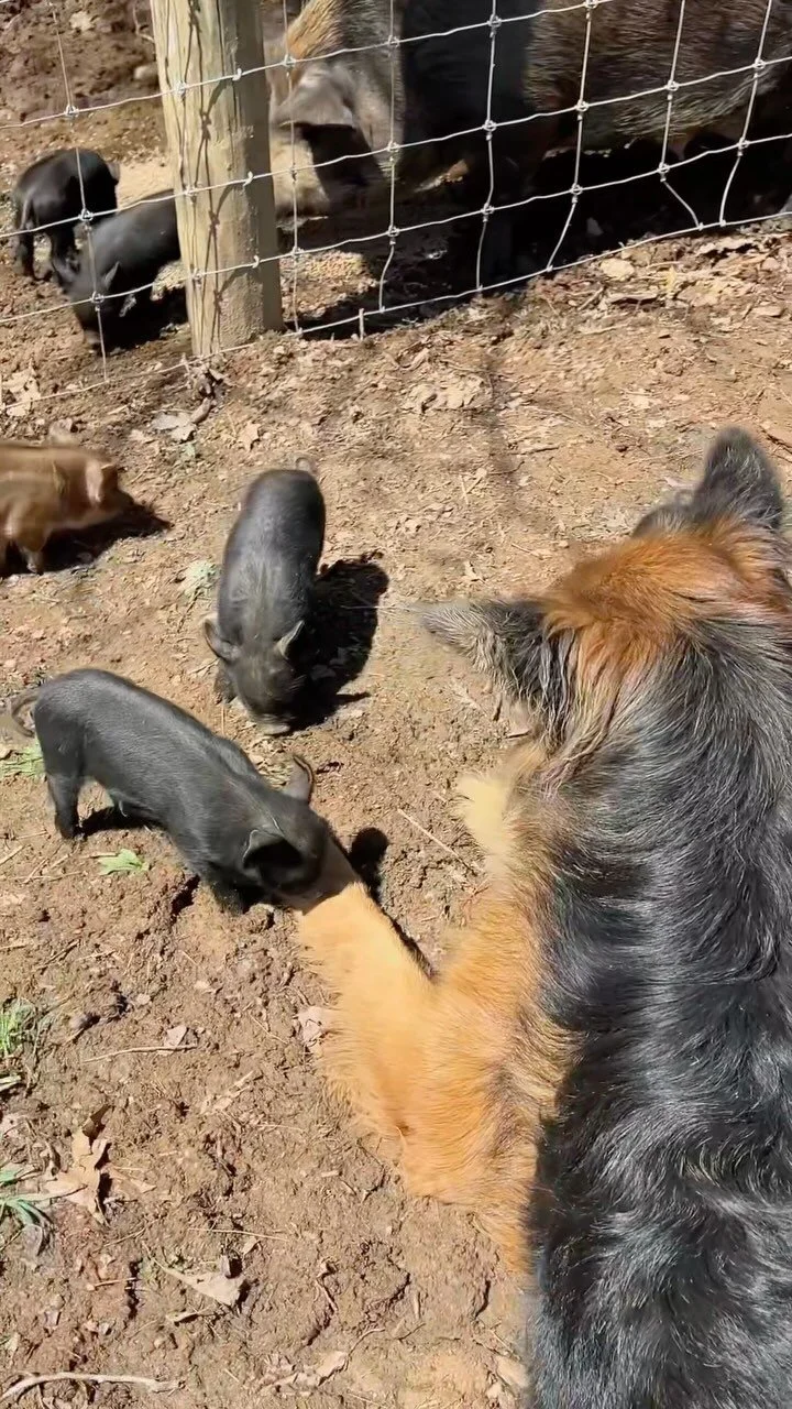 Freedom Ranch Homestead | High Quality Pork | Grass-Fed Beef | The ...