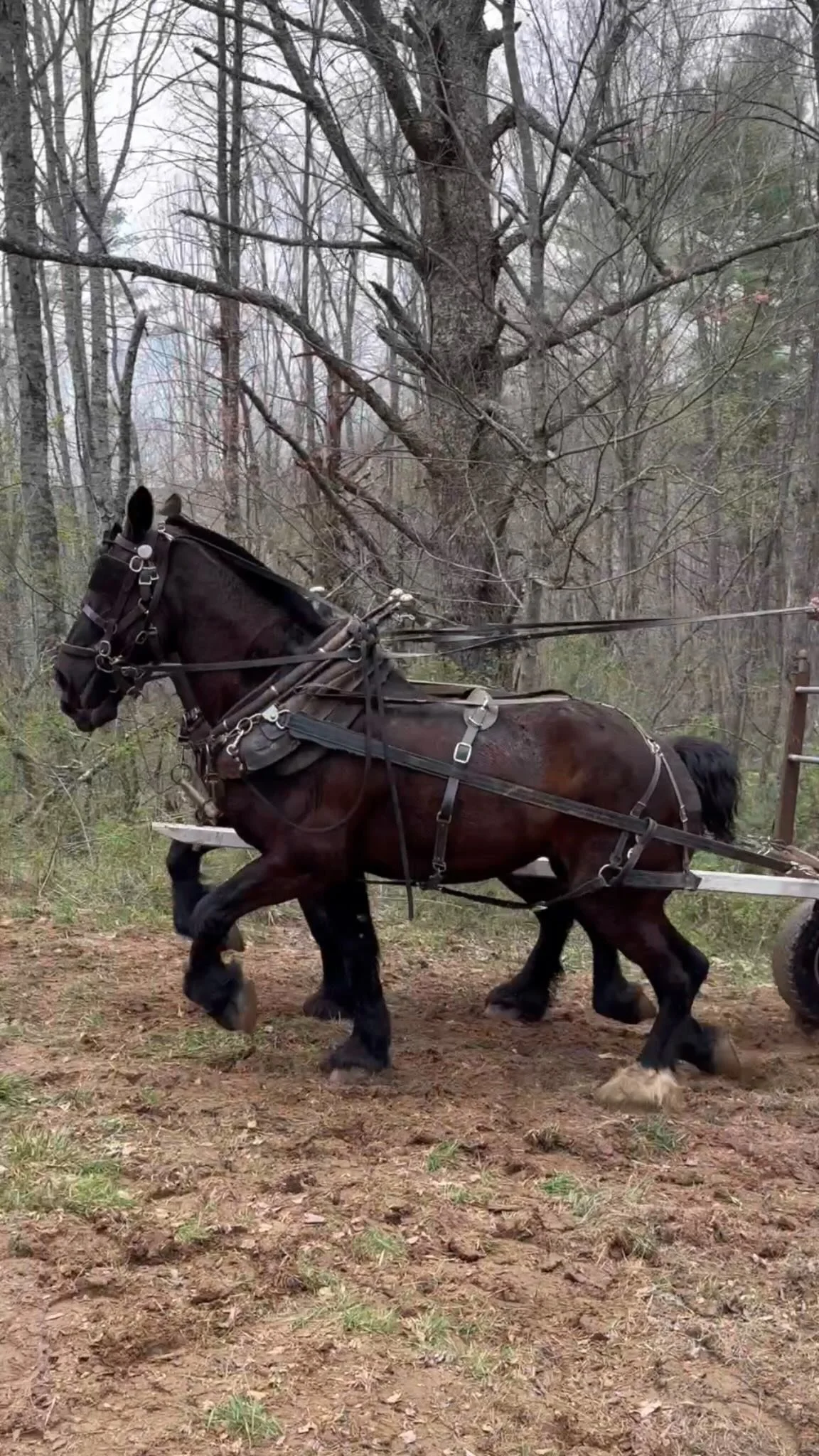 Freedom Ranch Homestead | High Quality Pork | Grass-Fed Beef | The ...
