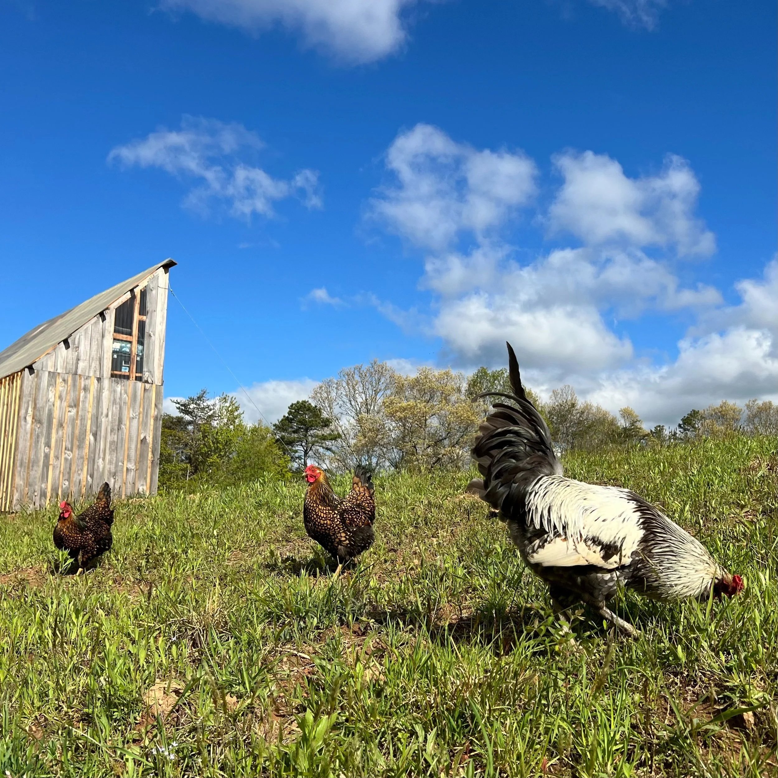 Freedom Ranch Homestead | High Quality Pork | Grass-Fed Beef | The ...