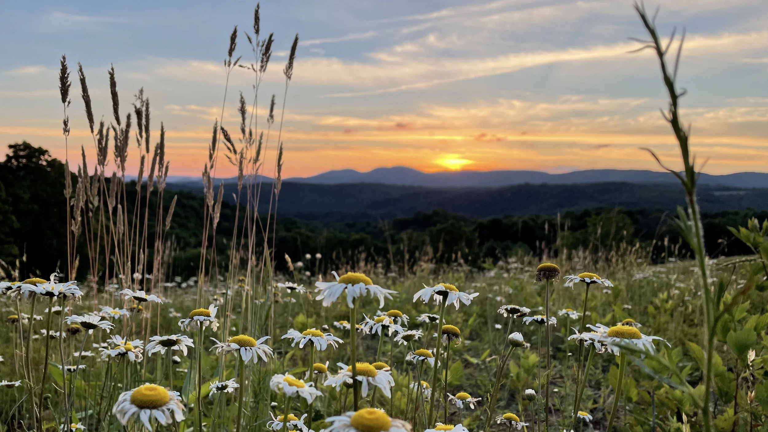 Freedom Ranch Homestead | High Quality Pork | Grass-Fed Beef | The ...