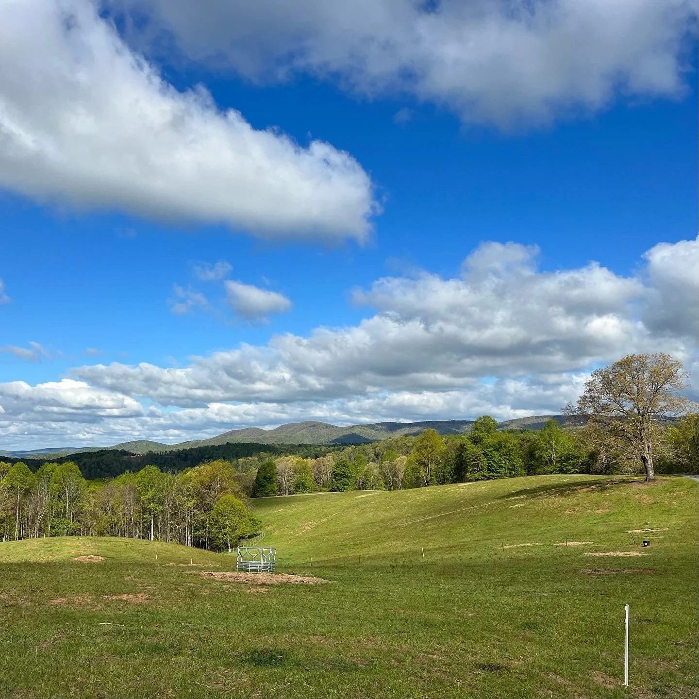 Freedom Ranch Homestead | High Quality Pork | Grass-Fed Beef | The ...