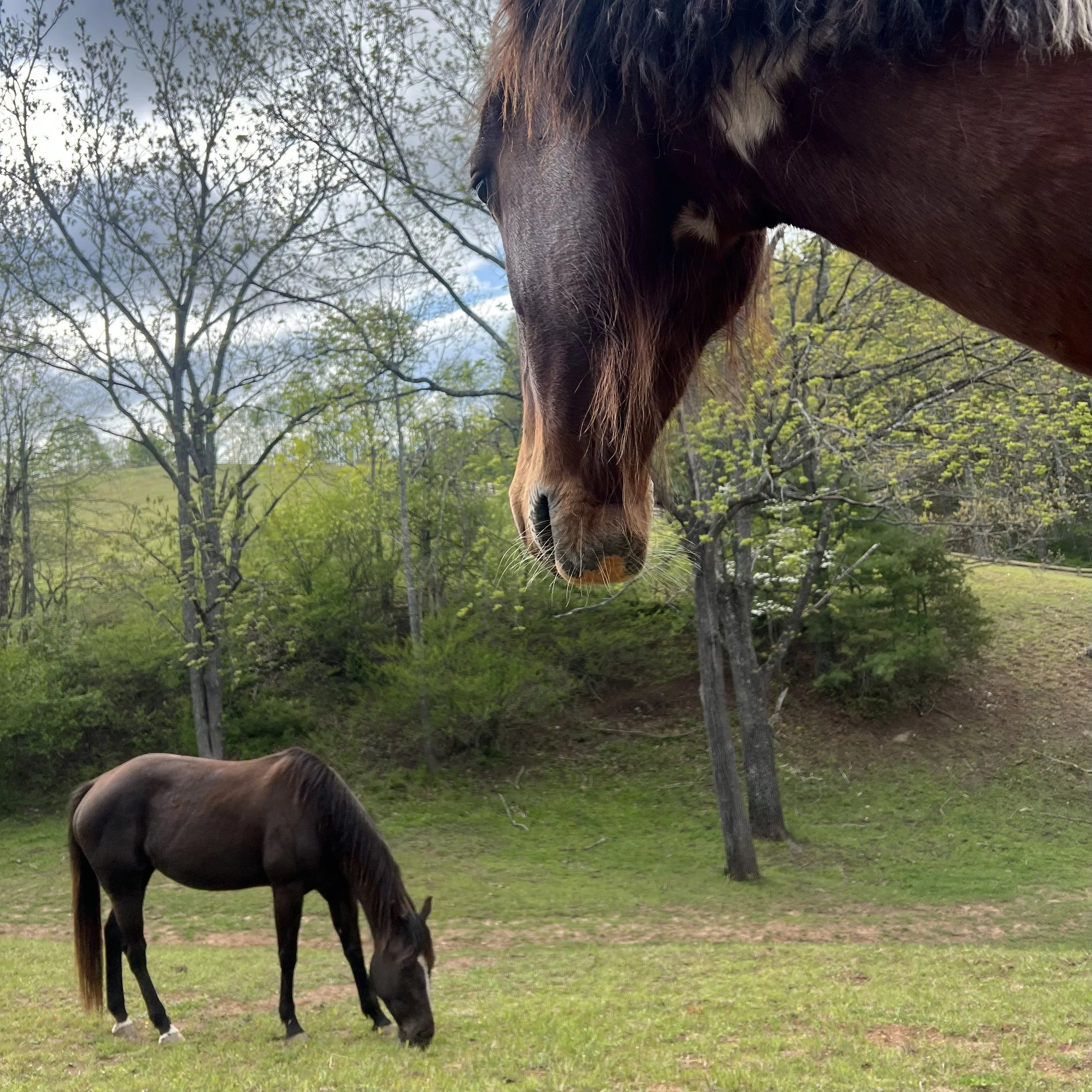 Freedom Ranch Homestead | High Quality Pork | Grass-Fed Beef | The ...