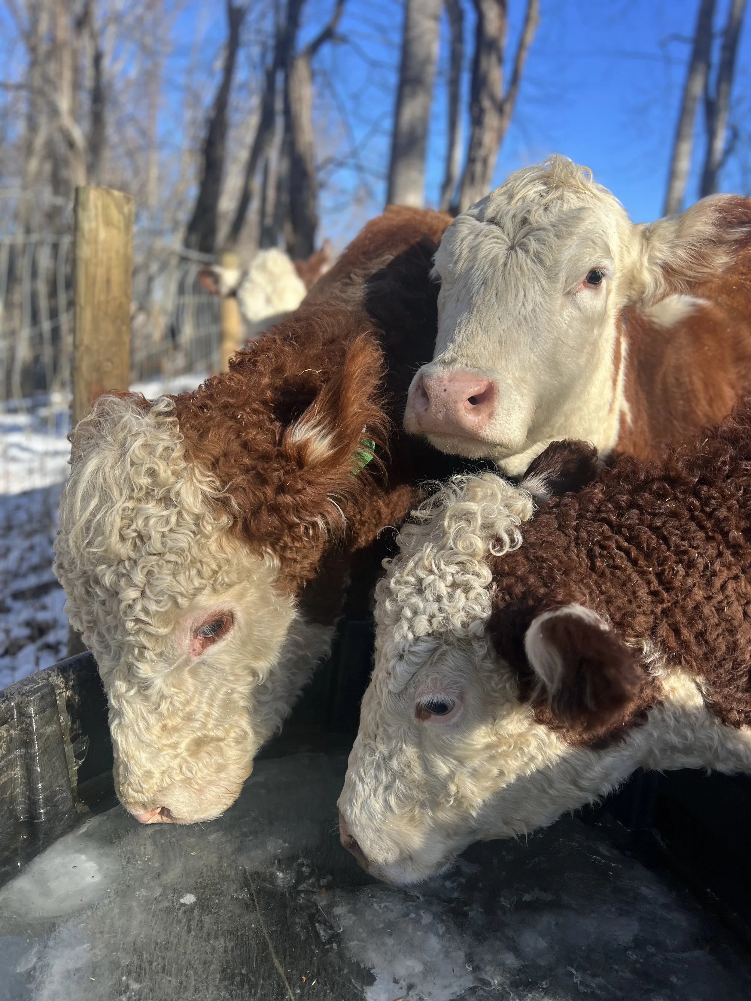 Freedom Ranch Homestead | High Quality Pork | Grass-Fed Beef | The ...