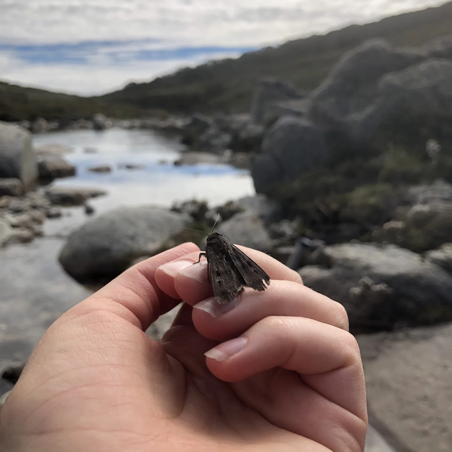 Bogong Watch