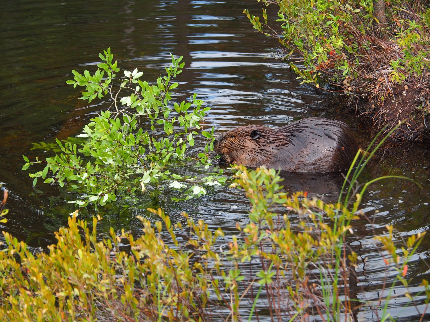 Beaver Creek Project — Kawuneeche Valley Restoration Collaborative