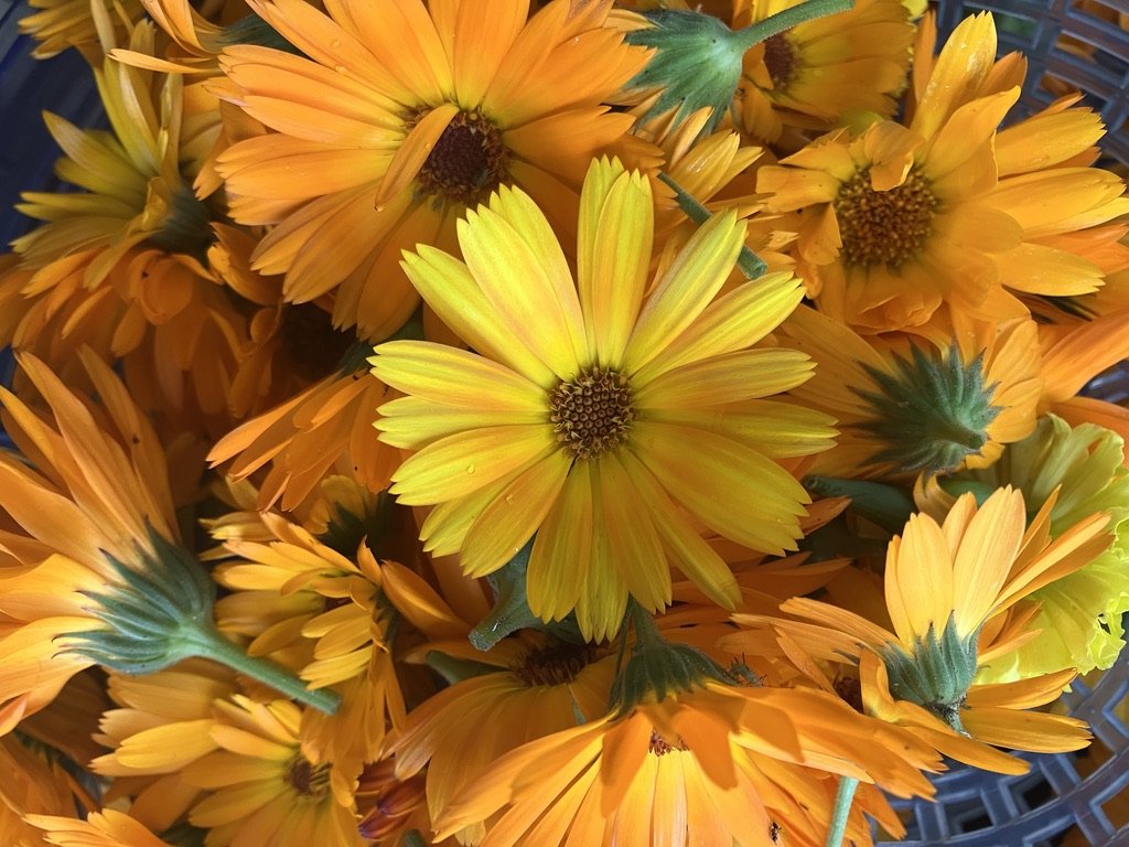 ResilientSeed Healing Farm