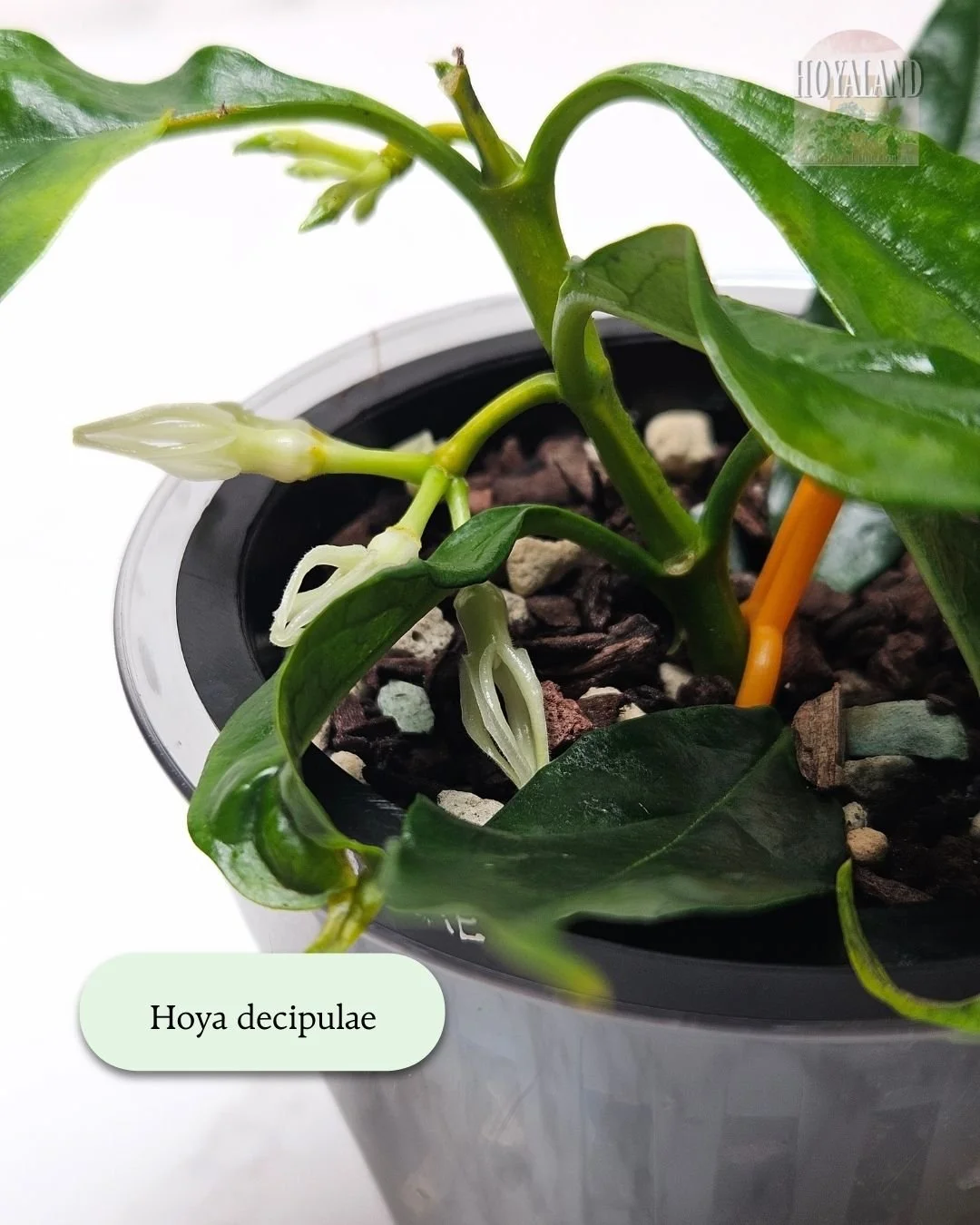 Hoya Land Rare Plants Australia