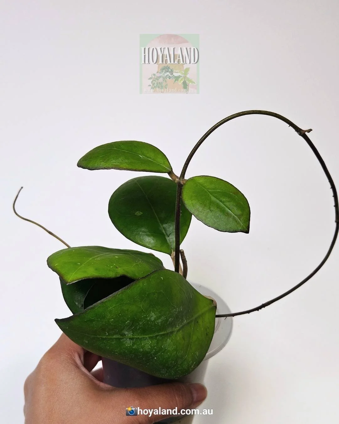 Hoya Land Rare Plants Australia