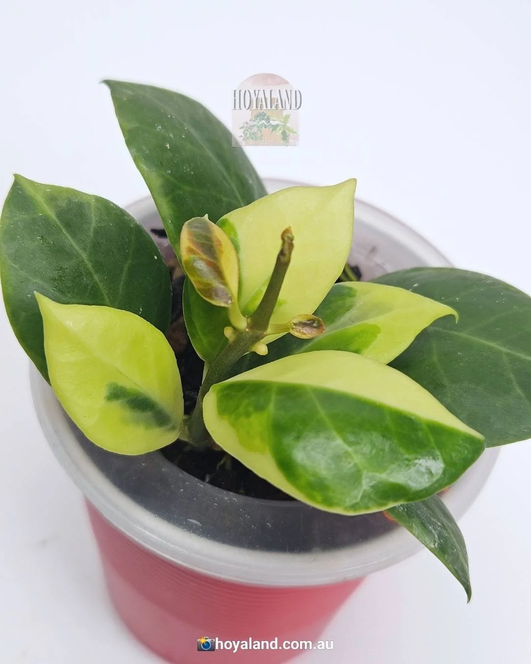 Hoya Land Rare Plants Australia