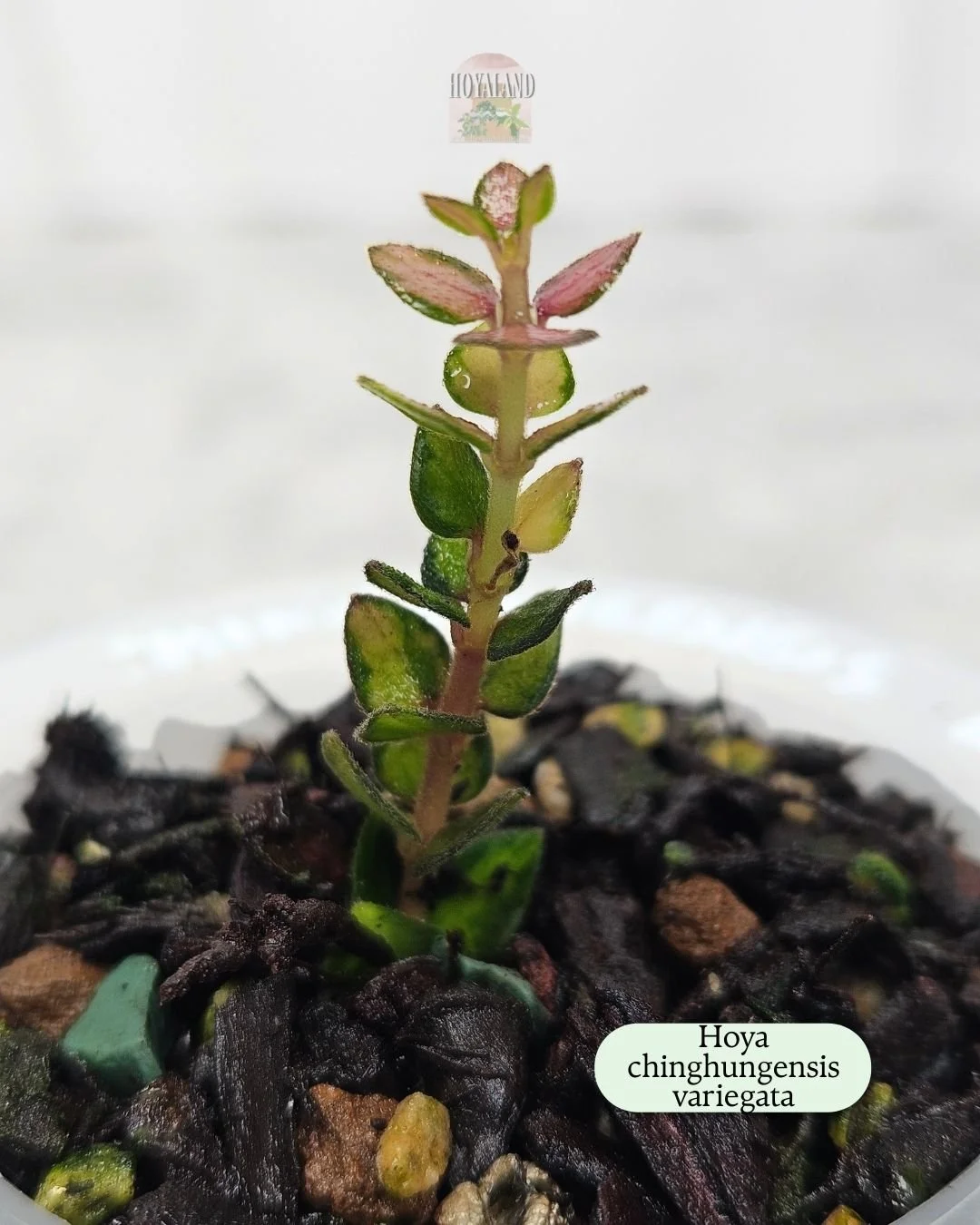 Hoya Land Rare Plants Australia