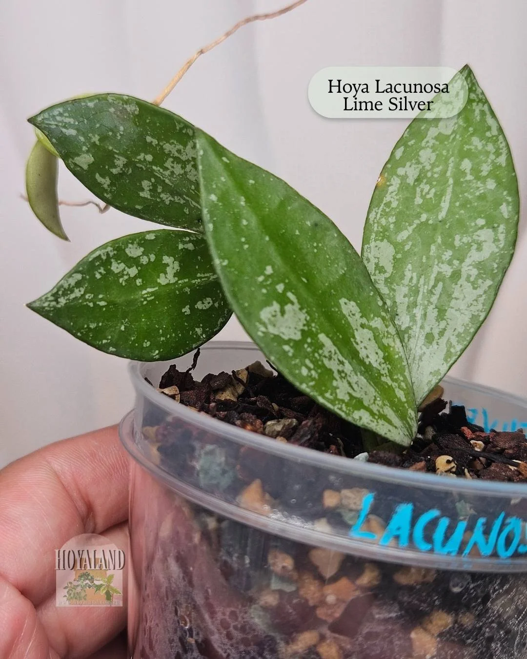 Hoya Land Rare Plants Australia