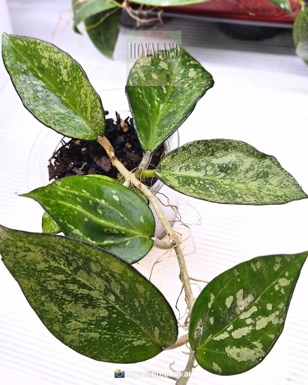 Hoya Land Rare Plants Australia