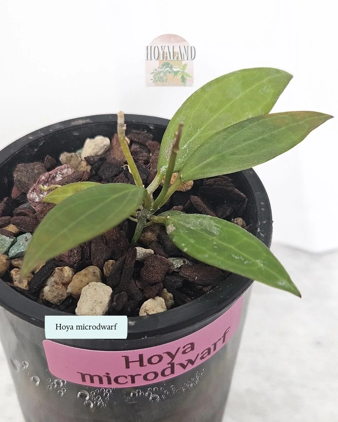 Hoya Land Rare Plants Australia