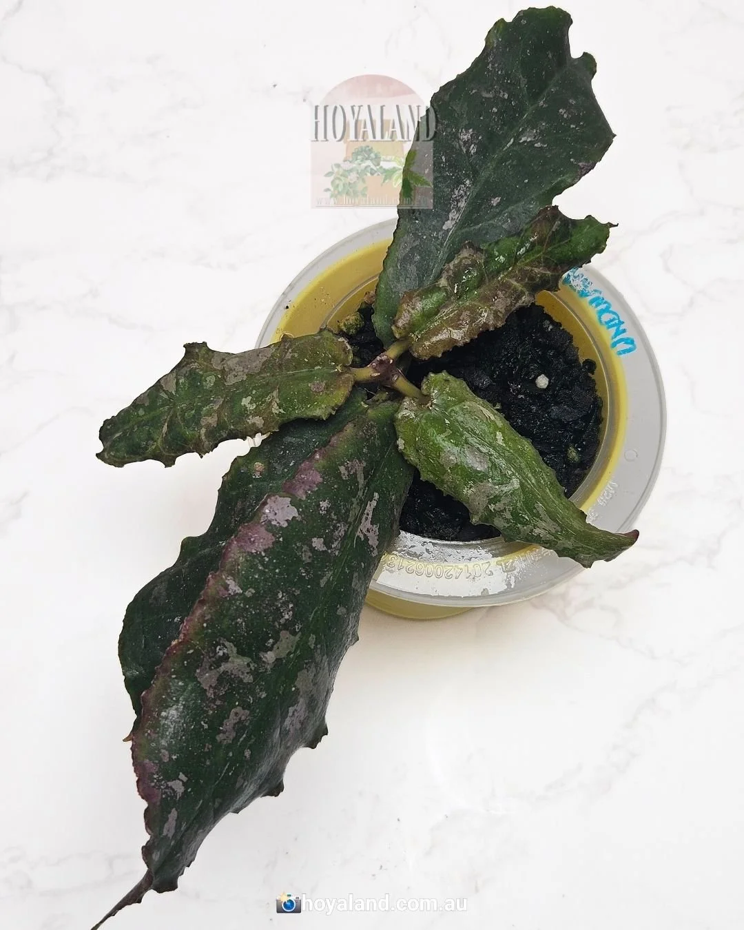Hoya Land Rare Plants Australia