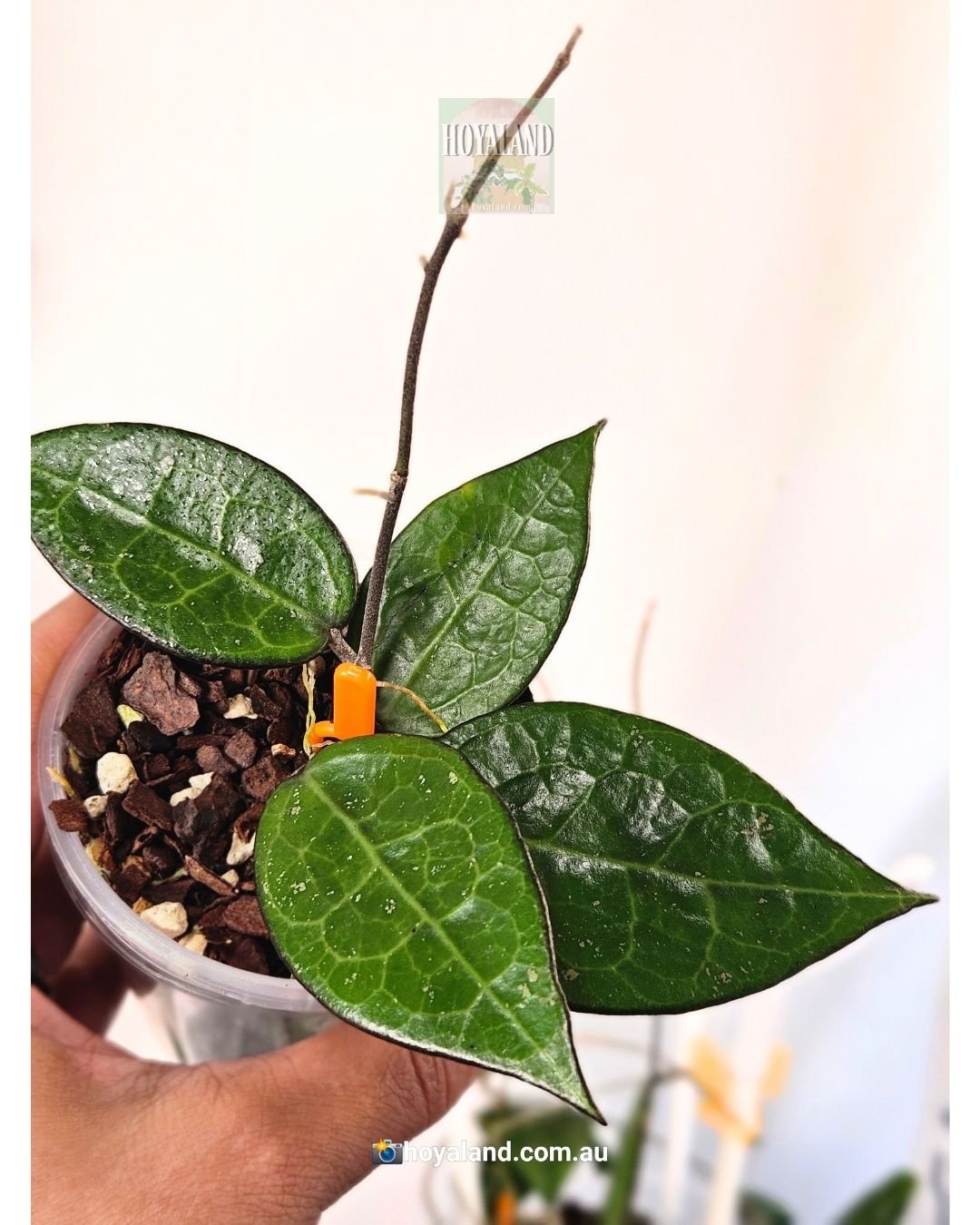 Hoya Land Rare Plants Australia