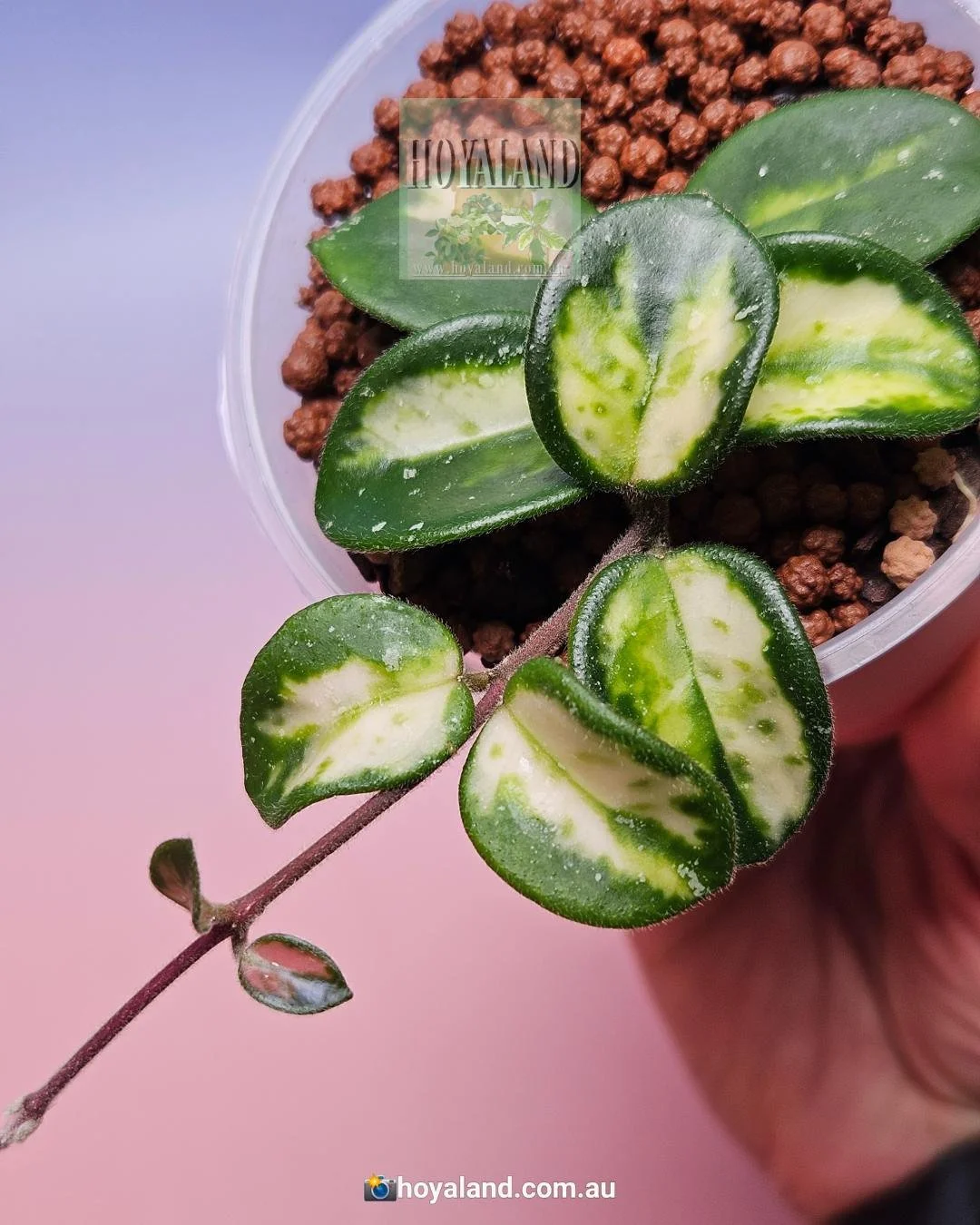 Hoya Land Rare Plants Australia