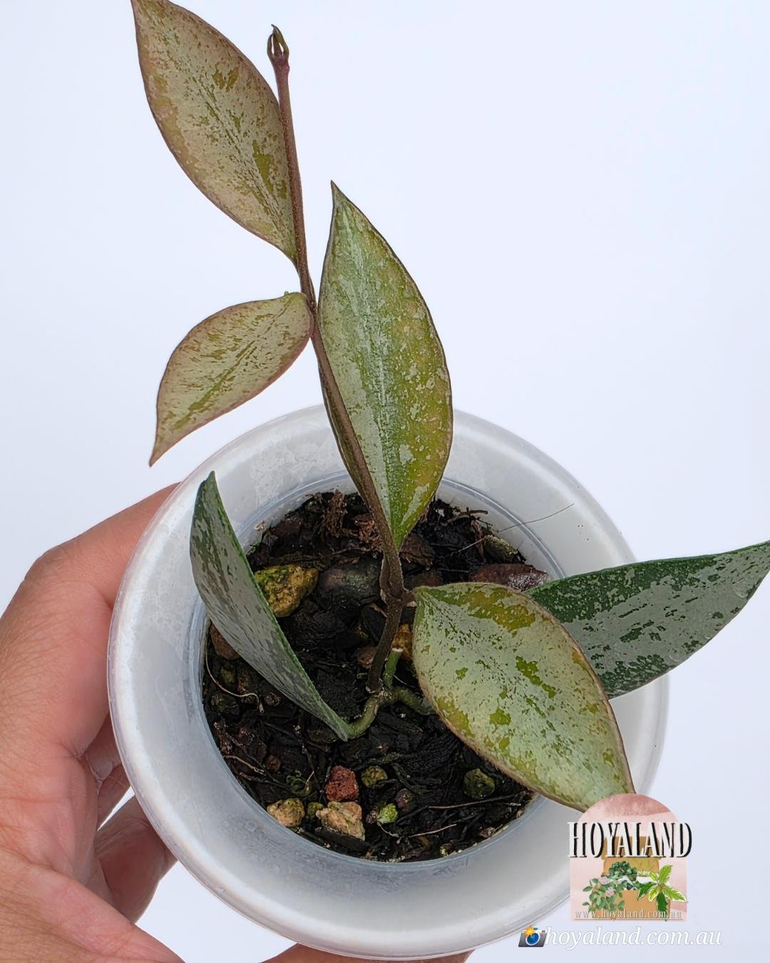 Hoya Land Rare Plants Australia