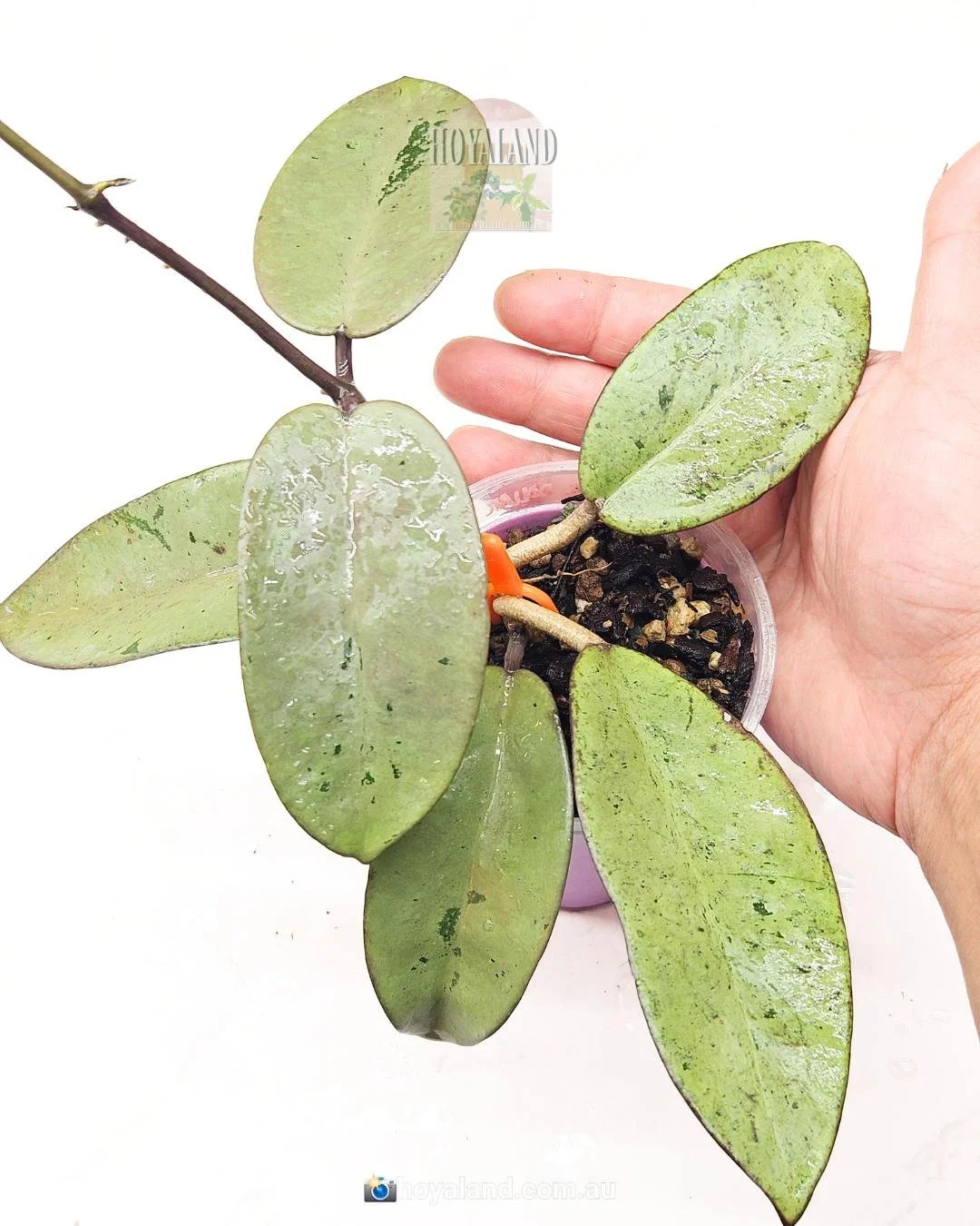 Hoya Land Rare Plants Australia