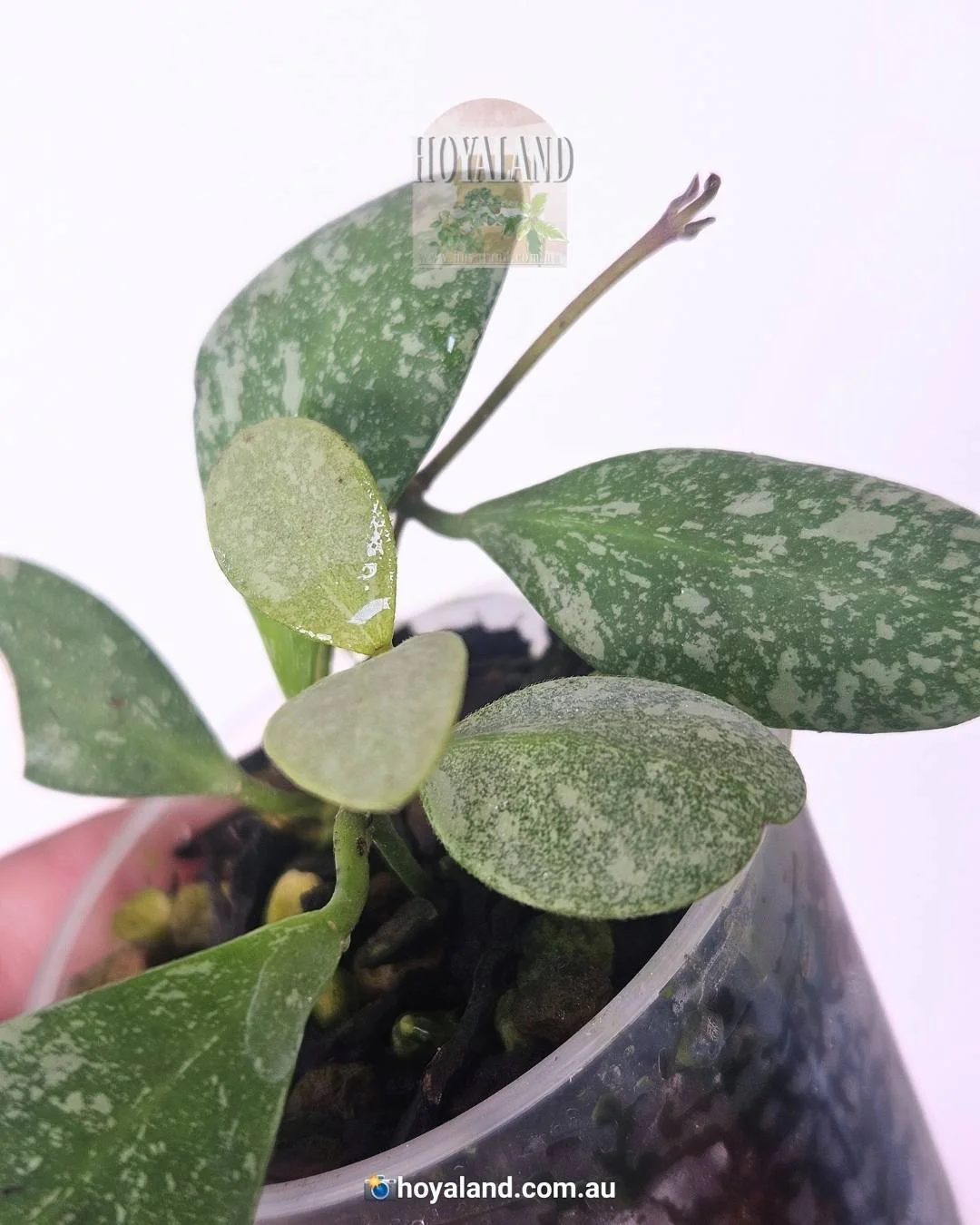 Hoya Land Rare Plants Australia