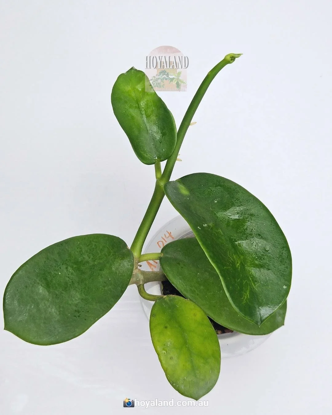 Hoya Land Rare Plants Australia