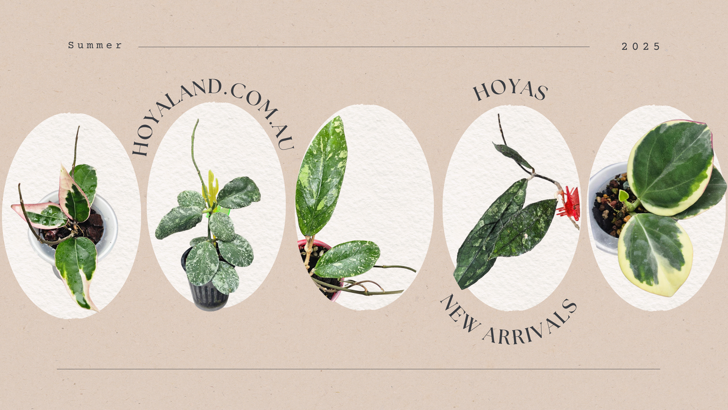 Hoya Land Rare Plants Australia