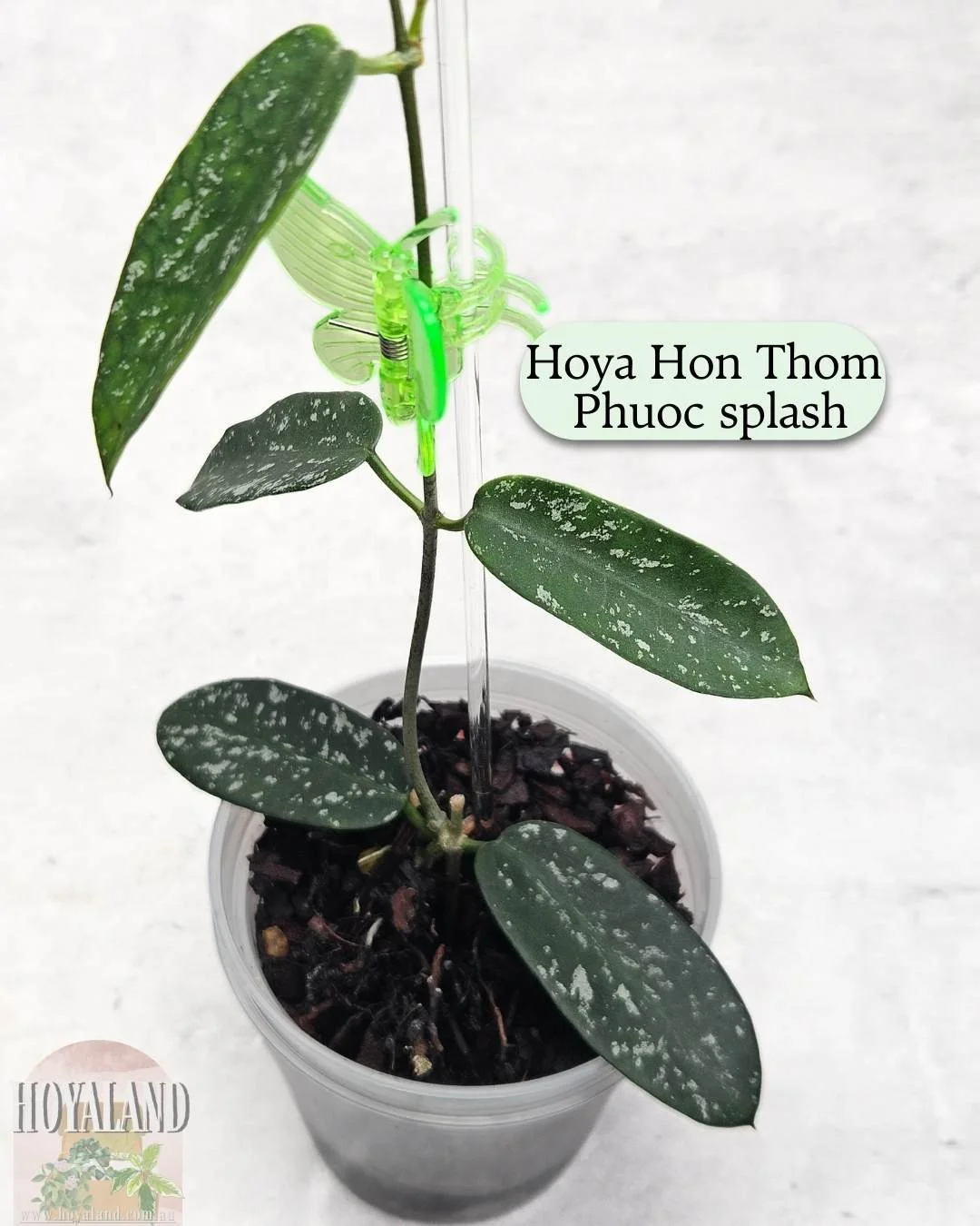Hoya Land Rare Plants Australia