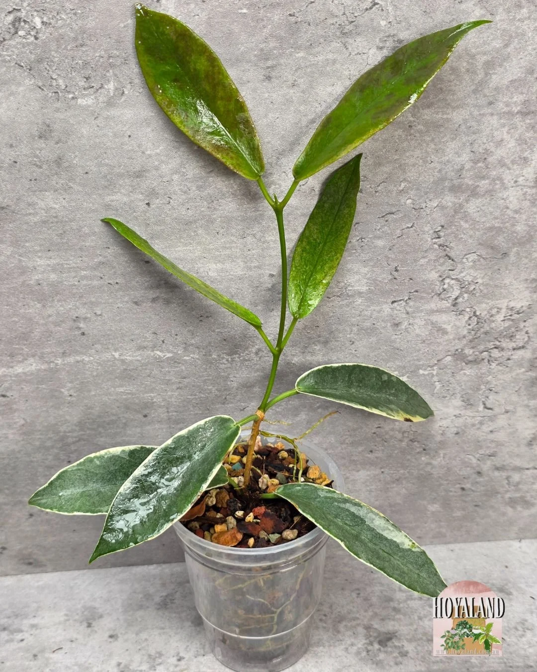 Hoya Land Rare Plants Australia