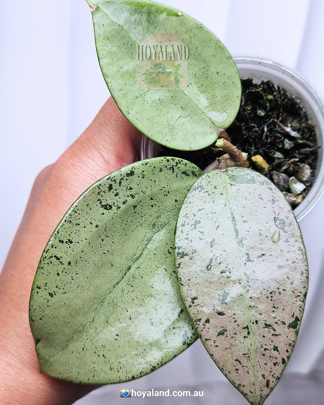 Hoya Land Rare Plants Australia