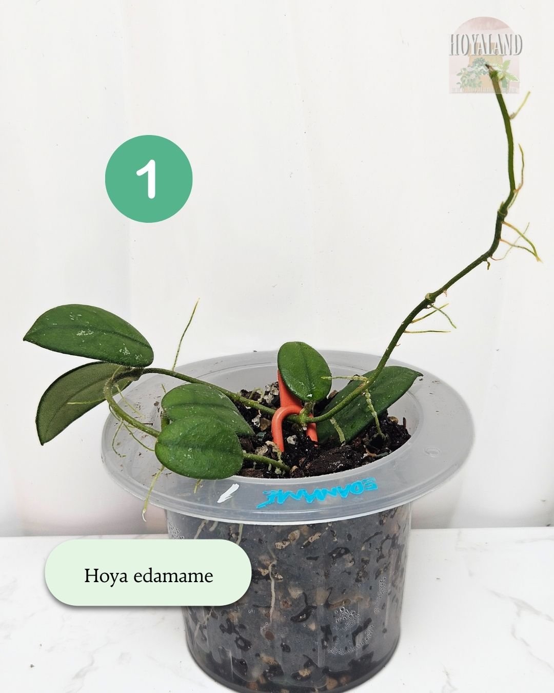 Hoya Land Rare Plants Australia