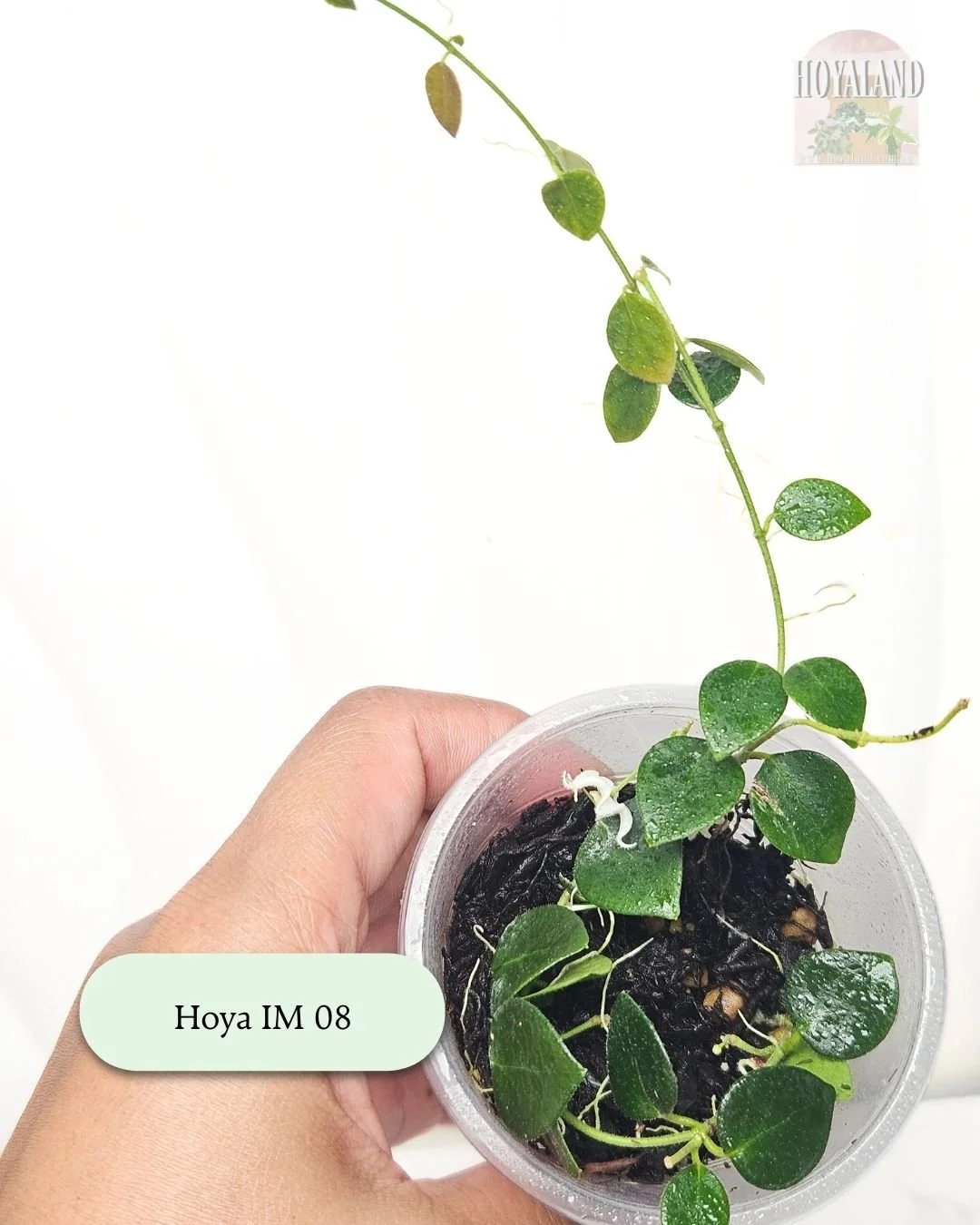 Hoya Land Rare Plants Australia