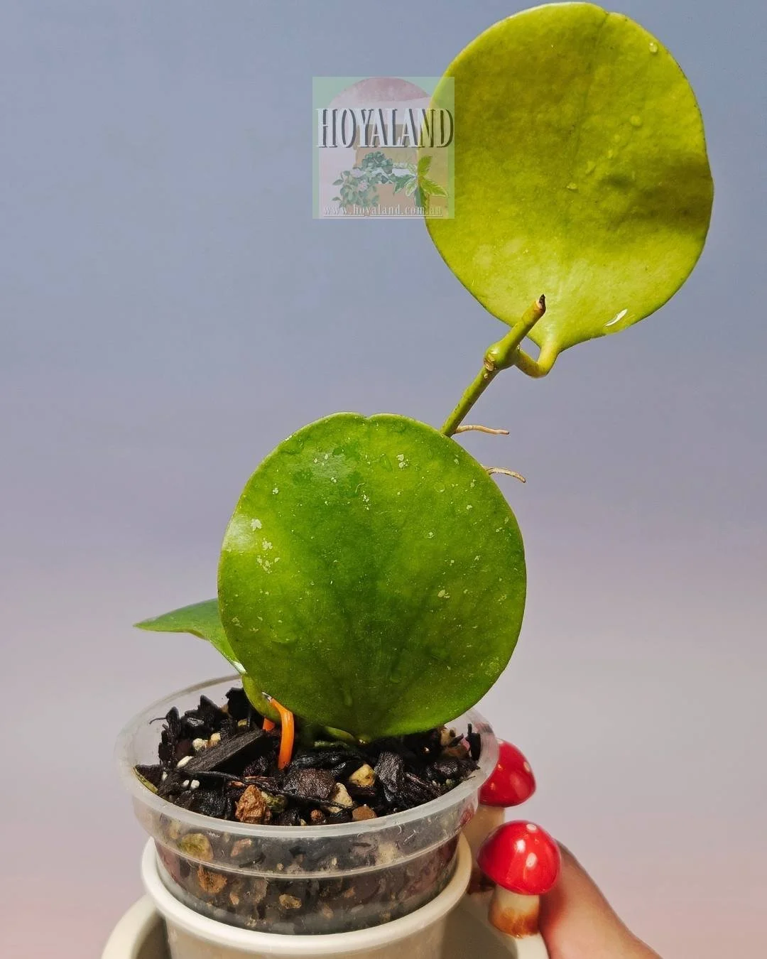 Hoya Land Rare Plants Australia