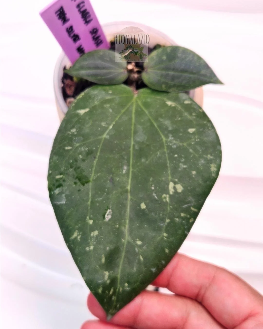 Hoya Land Rare Plants Australia