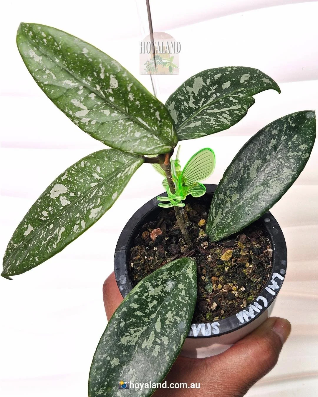 Hoya Land Rare Plants Australia