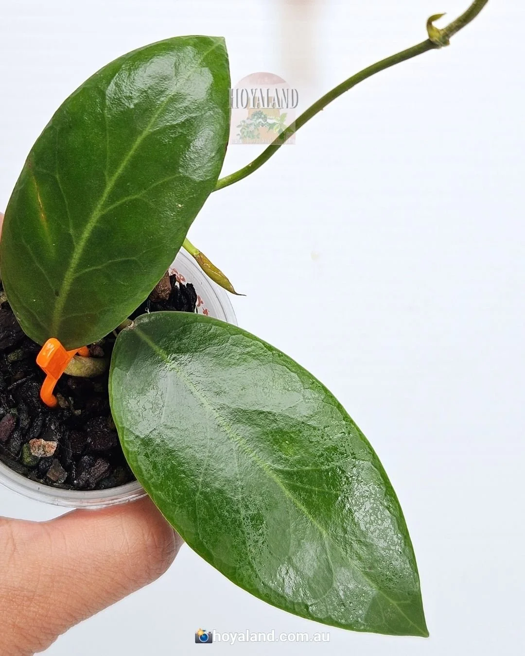 Hoya Land Rare Plants Australia