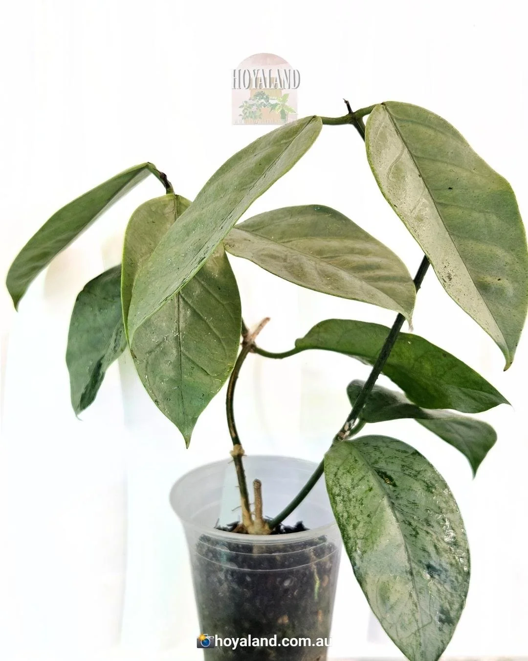 Hoya Land Rare Plants Australia