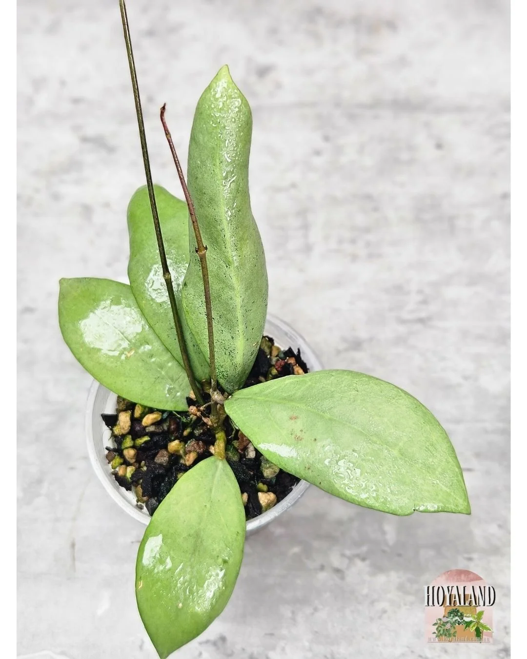 Hoya Land Rare Plants Australia