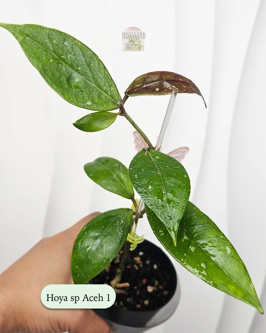 Hoya Land Rare Plants Australia