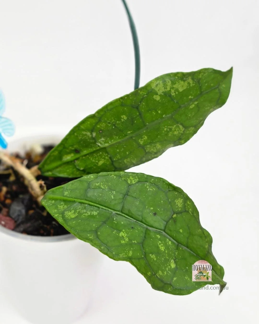 Hoya Land Rare Plants Australia