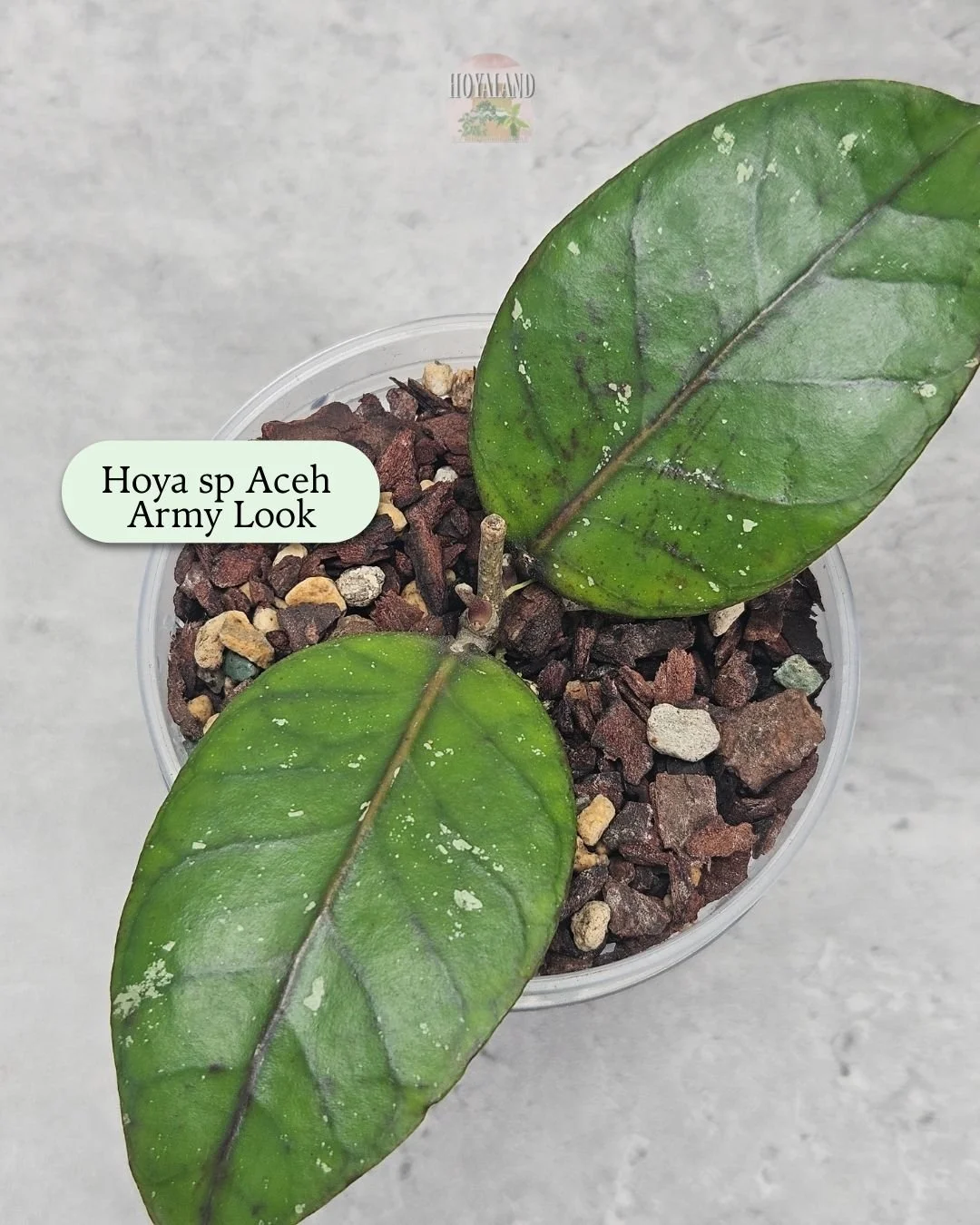 Hoya Land Rare Plants Australia