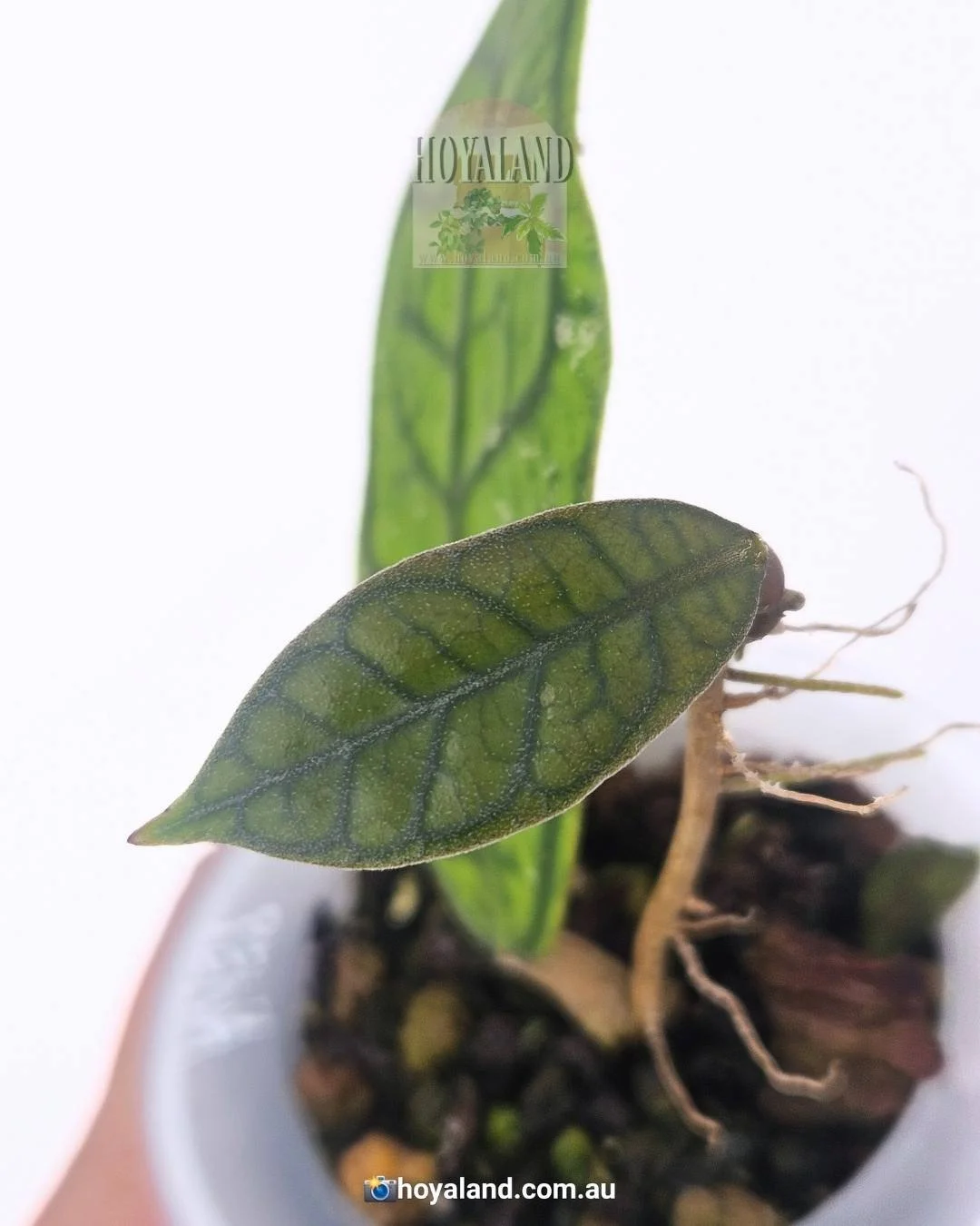 Hoya Land Rare Plants Australia