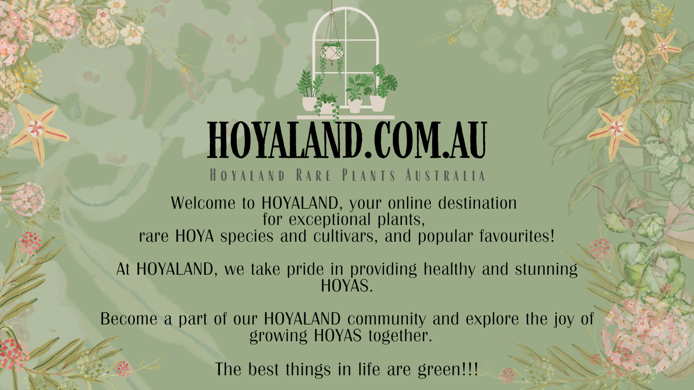 Hoya Land Rare Plants Australia