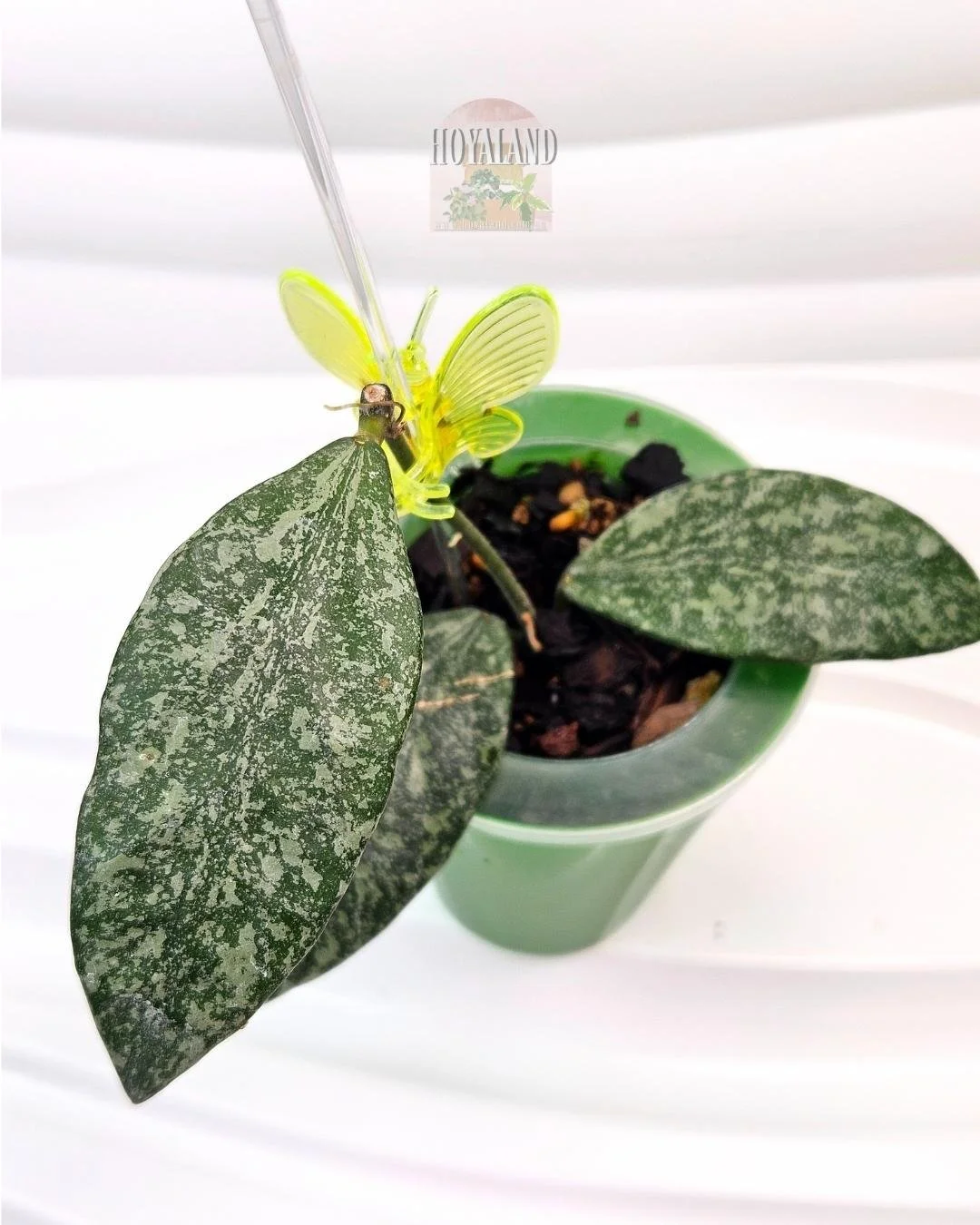 Hoya Land Rare Plants Australia