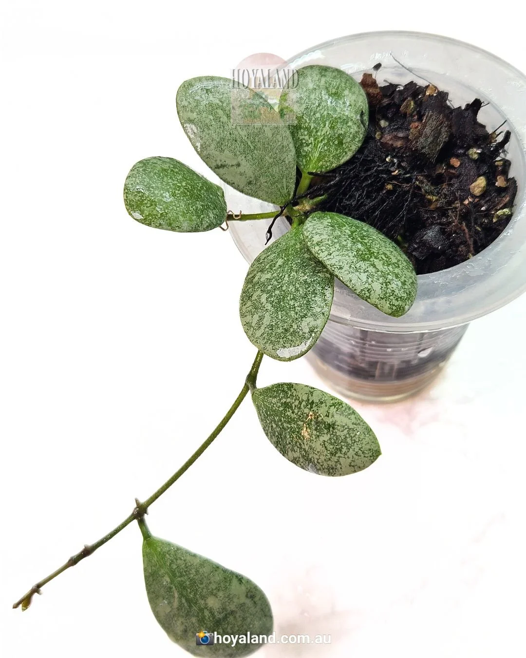 Hoya Land Rare Plants Australia